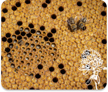 About Us | One Hive Foundation