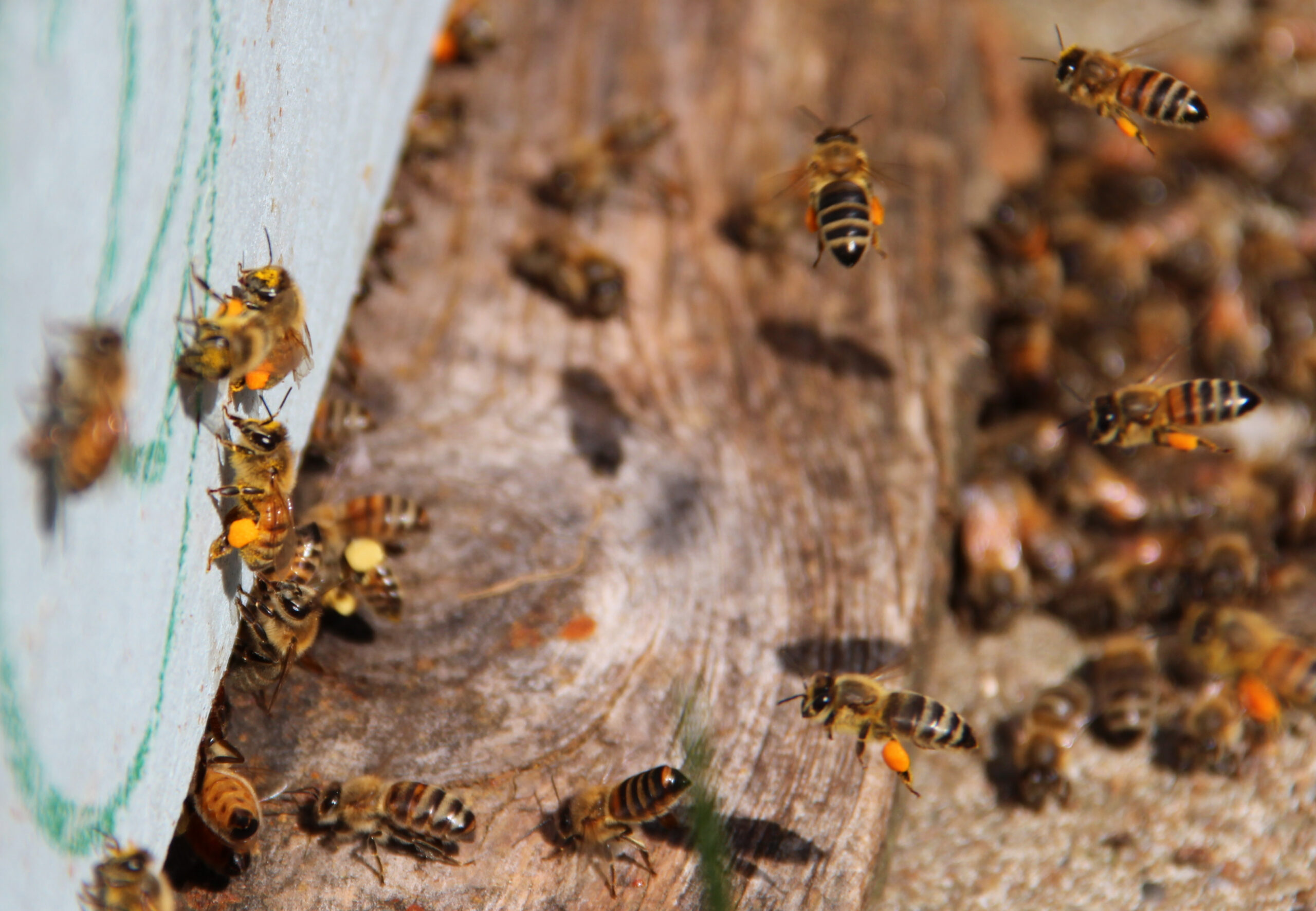 Funding Opportunities | One Hive Foundation